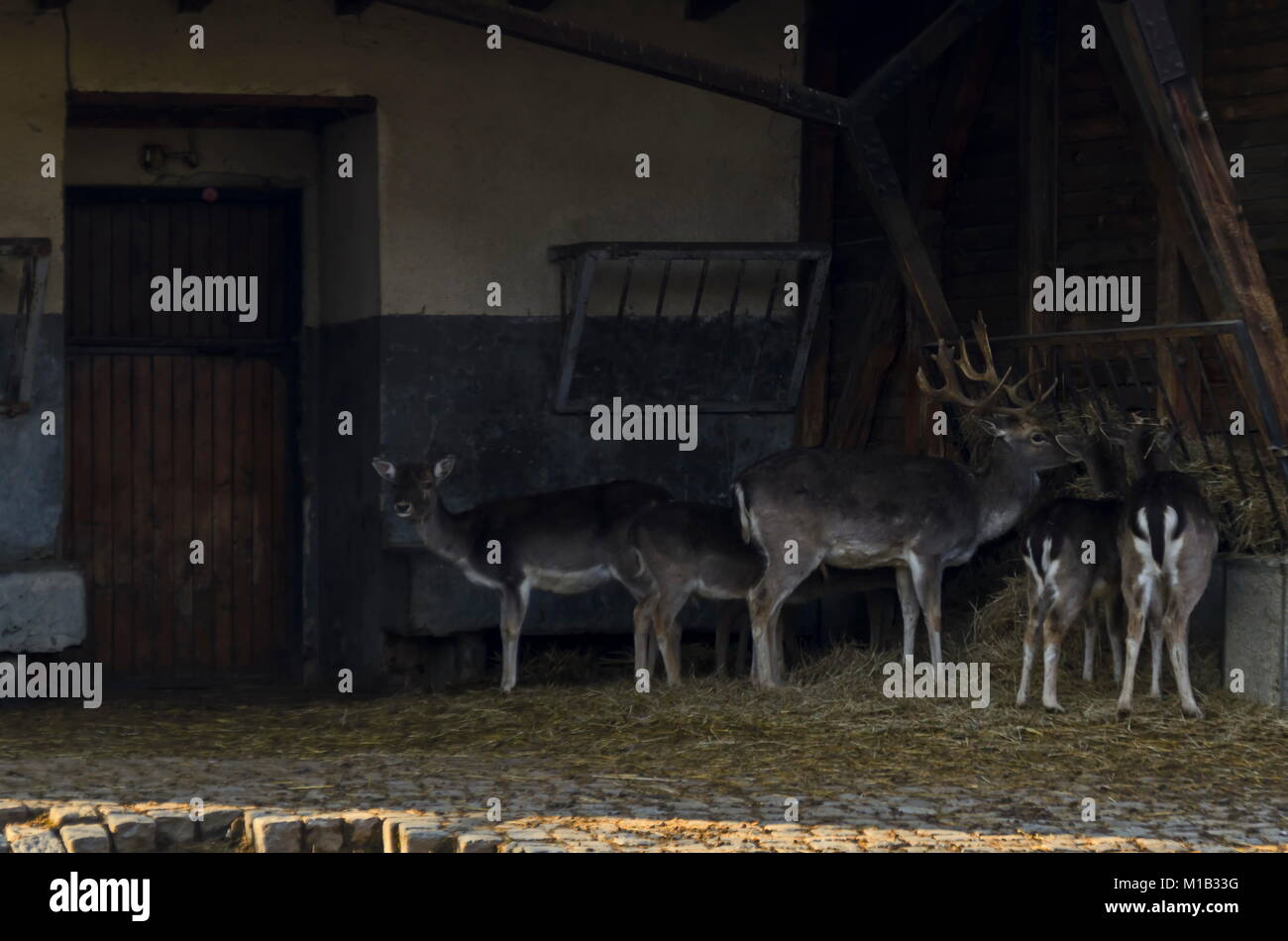 Animals of the Roe deers, hind or Capreolus capreolus family feed with ...