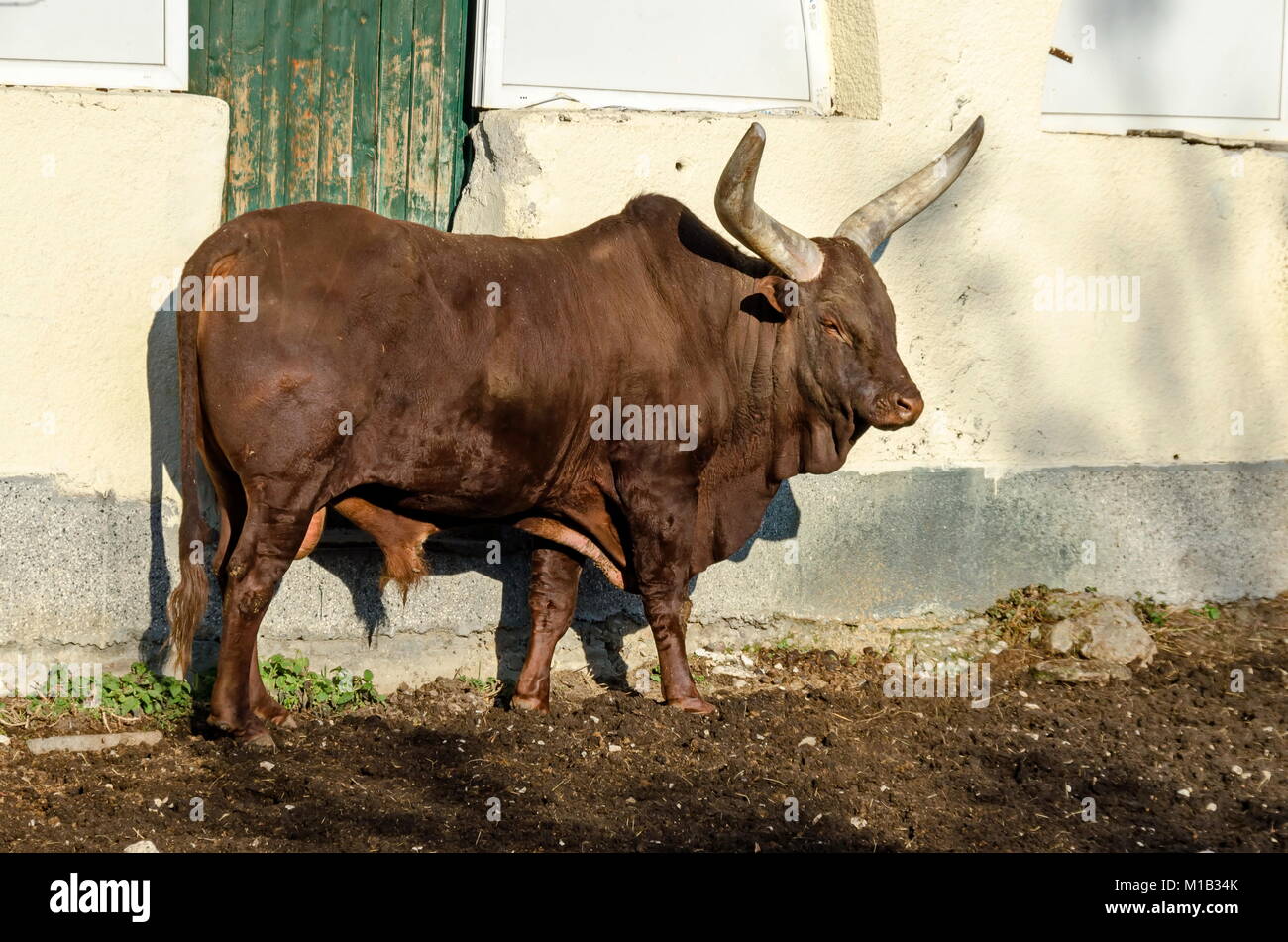 African brown bull Ankole Watusi, Bos taurus watusi or Ankole Longhorn ...