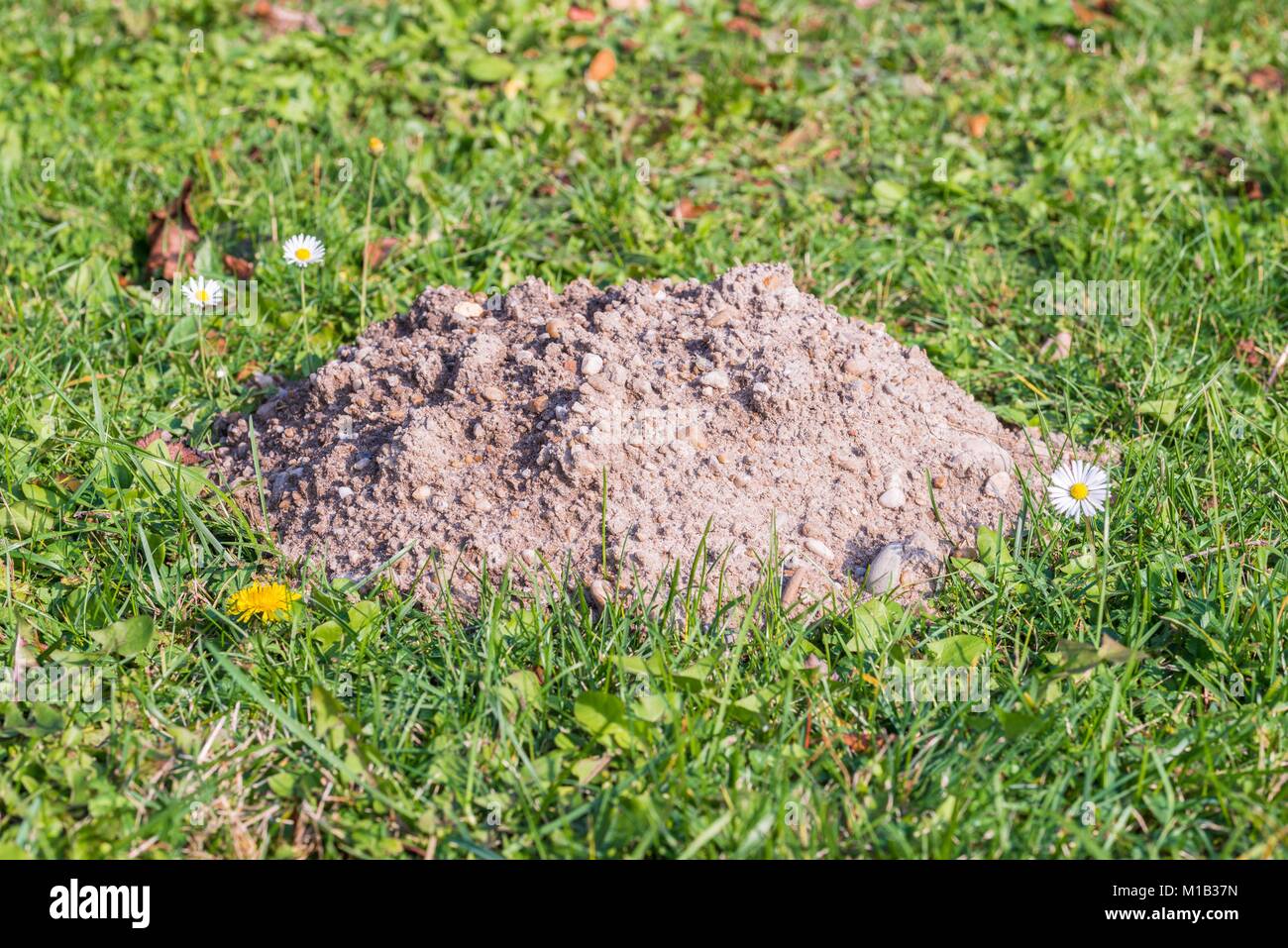 Molehill in autumn garden hi-res stock photography and images - Alamy