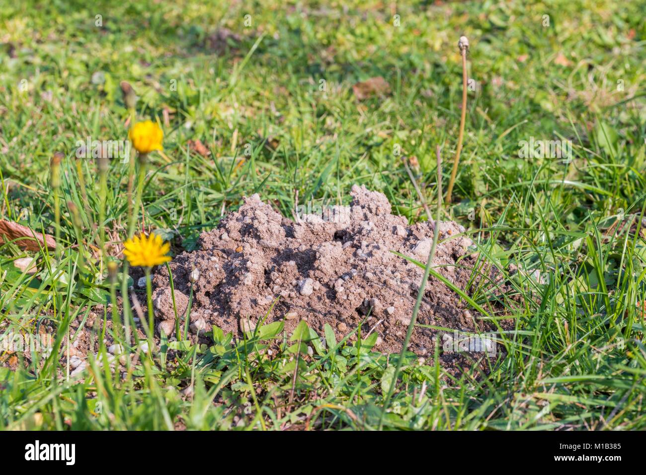 Fresh molehill hi-res stock photography and images - Alamy
