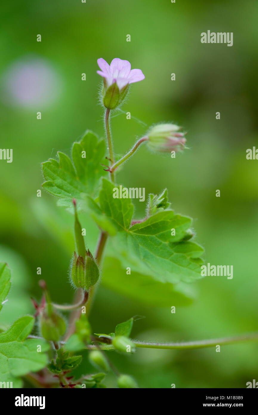 Geranium rotundifolium,Rundblaettriger Storchschnabel,Round-leaved ...