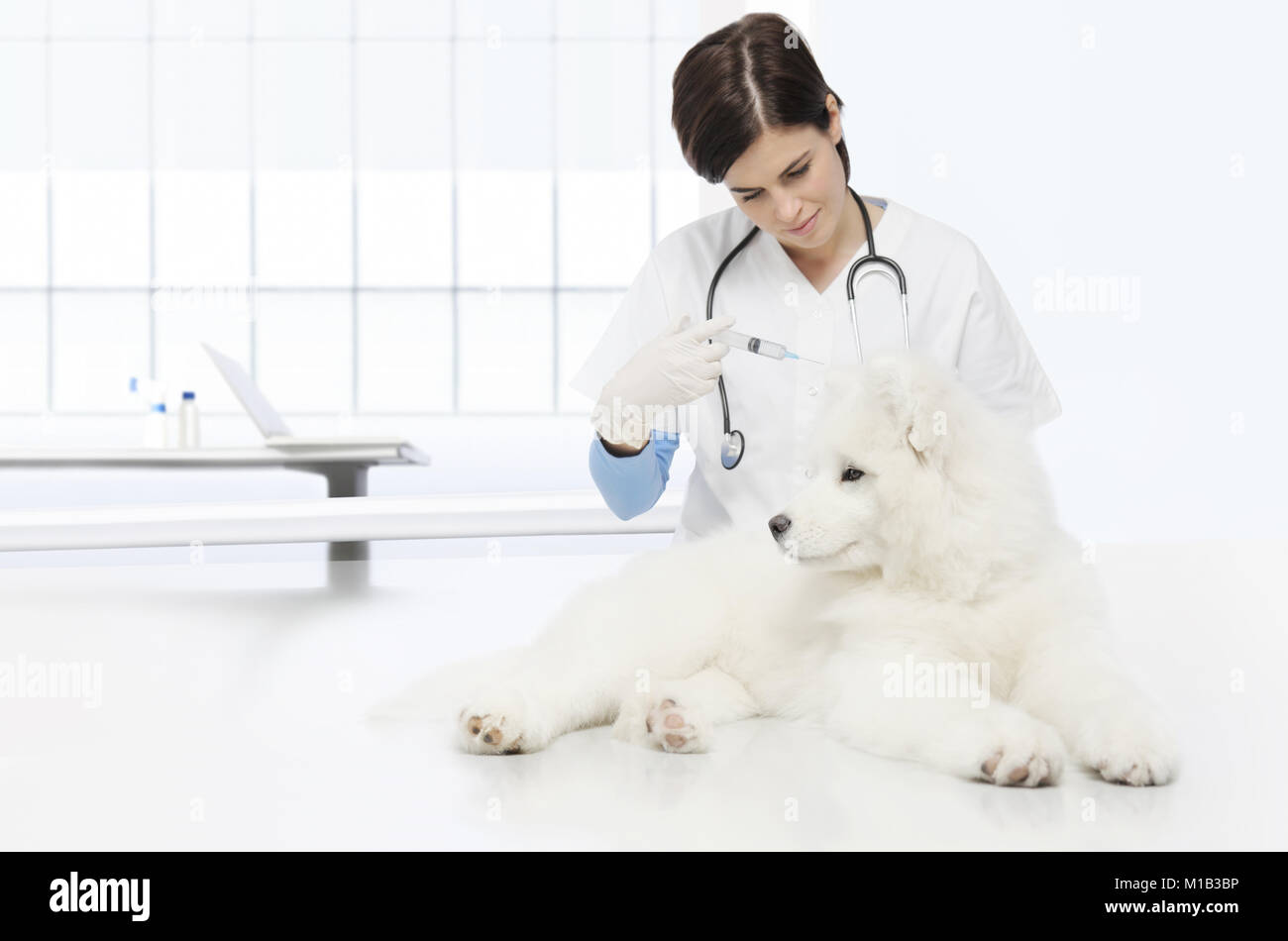 veterinary examination dog, vaccine injection, veterinarian hand with ...