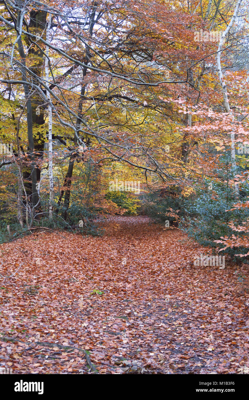 Burnham Beeches in autumn Stock Photo - Alamy