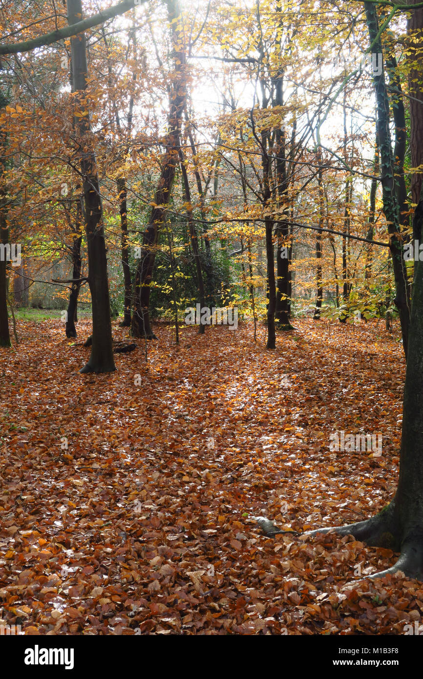 Burnham Beeches in autumn Stock Photo - Alamy
