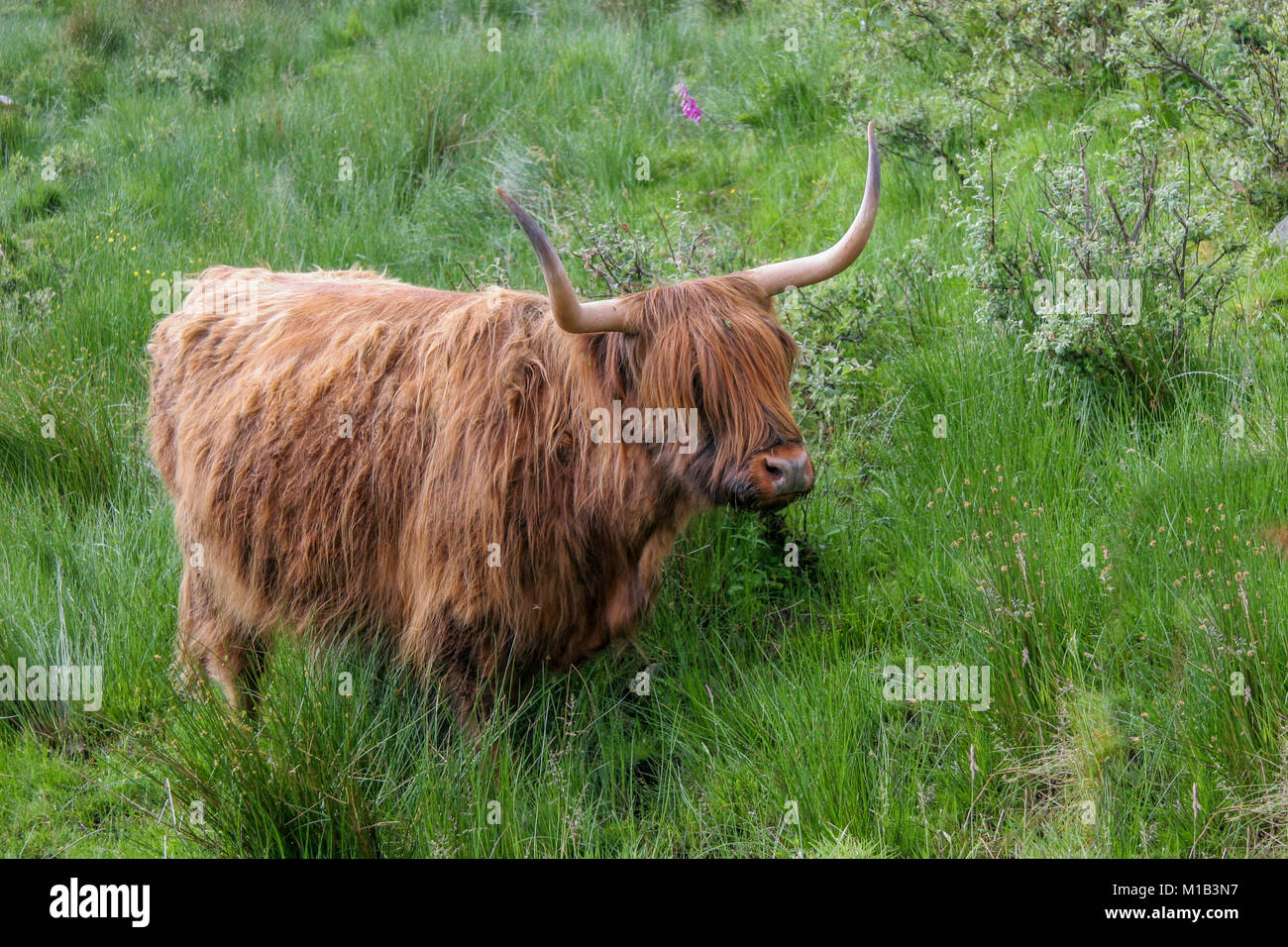 Aberdeen angus cow in angus scotland hi-res stock photography and ...