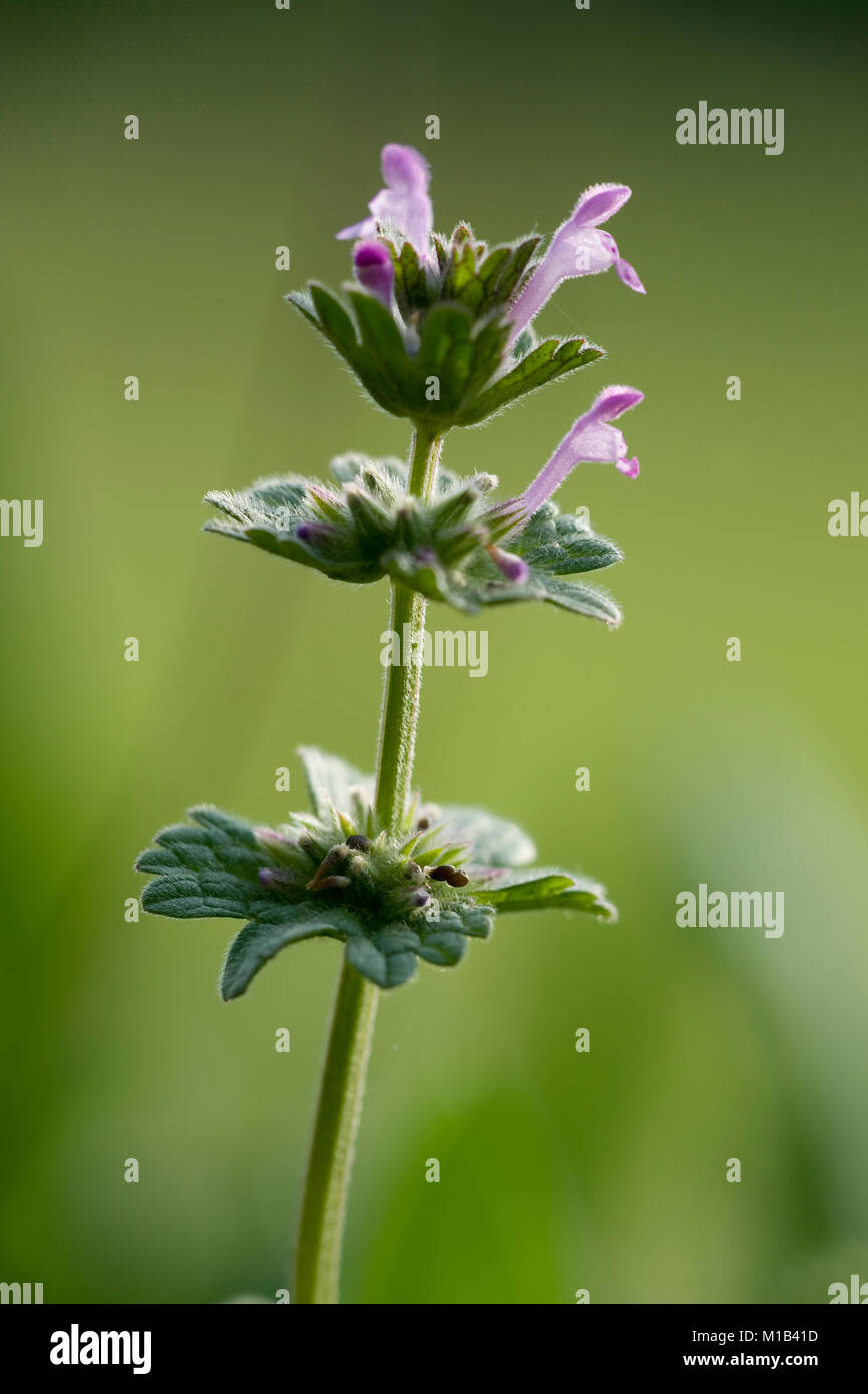 Lamium amplexicaule,Staengelumfassende Taubnessel,Henbit Deadnettle ...