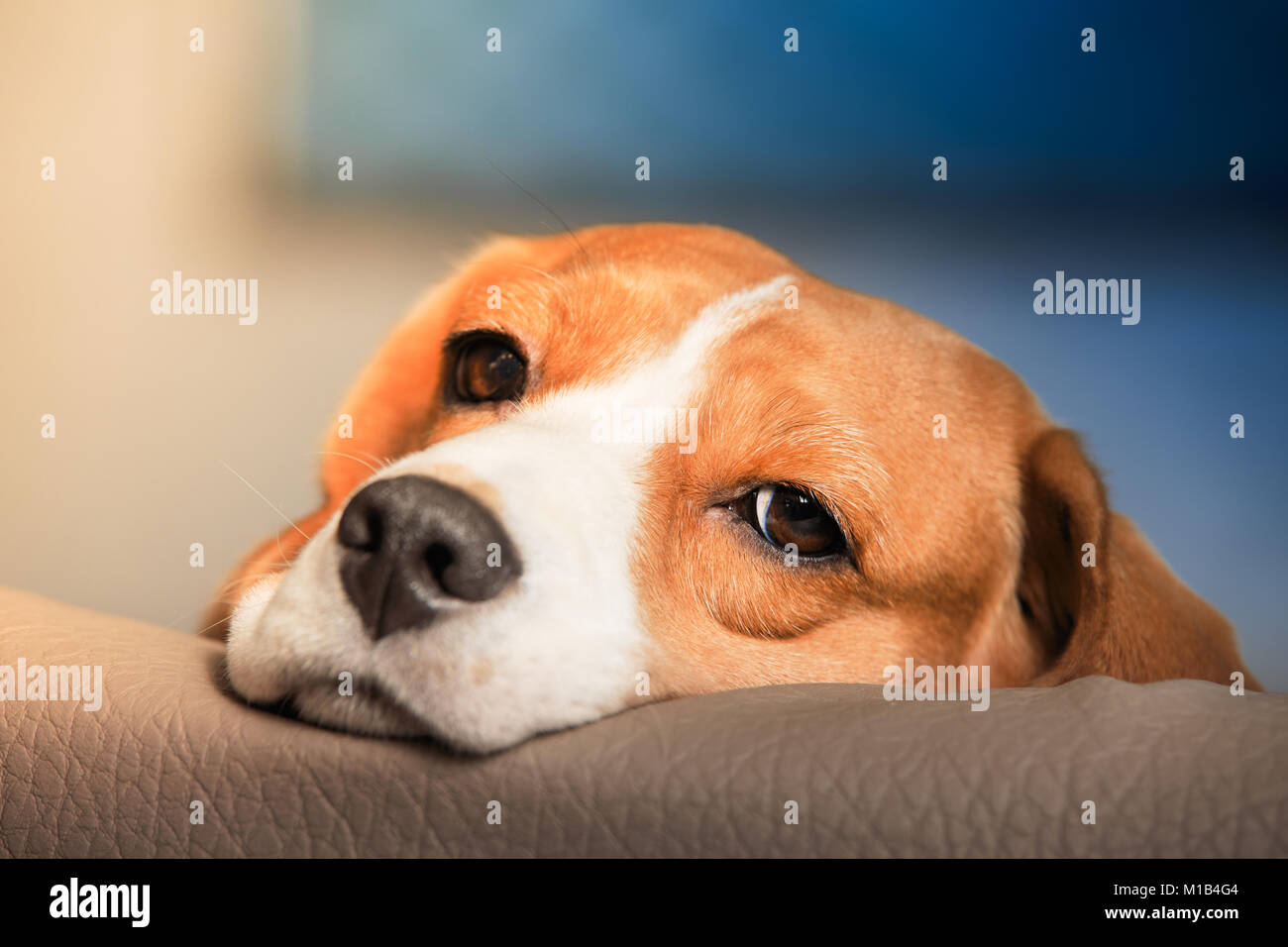 Sad beagle dog portrait. Tired beagle dog close-up Stock Photo - Alamy