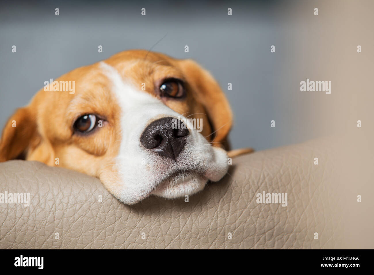 Sad man dog hi-res stock photography and images - Alamy