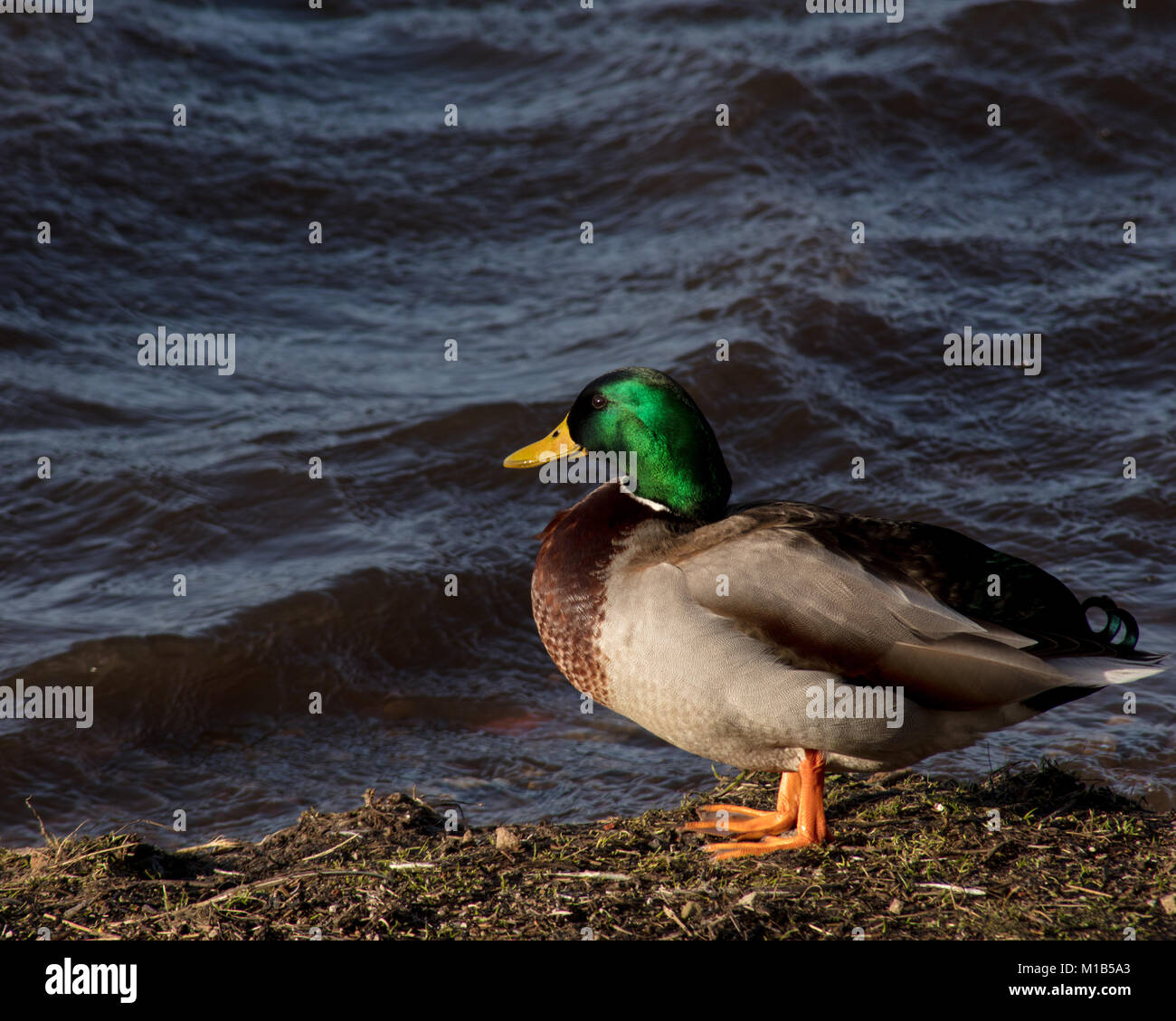 Male Mallard at Martinmere Stock Photo - Alamy