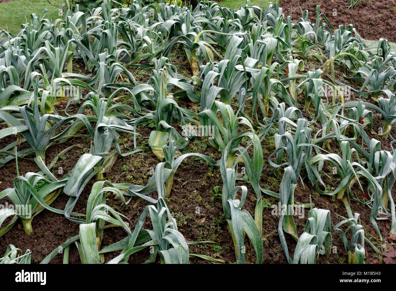Welsh leeks wales hi-res stock photography and images - Alamy