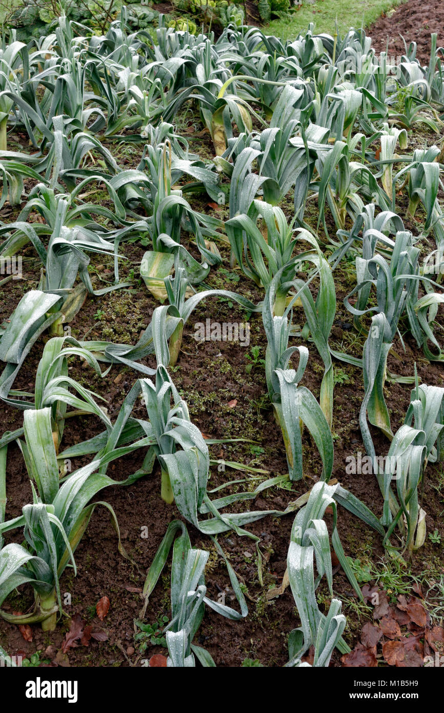 Leeks wales hi-res stock photography and images - Alamy