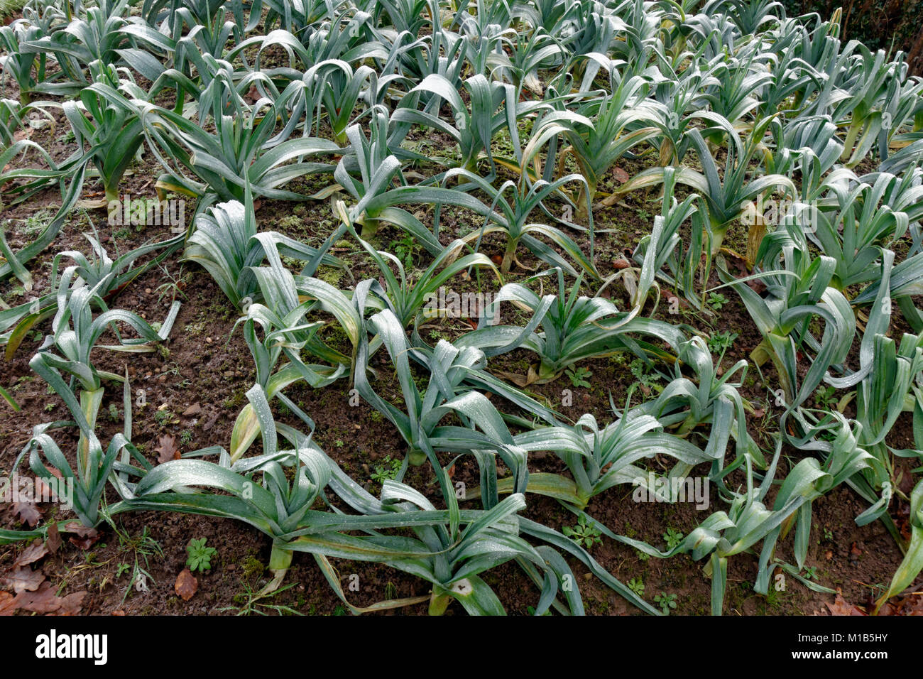 Leeks wales hi-res stock photography and images - Alamy