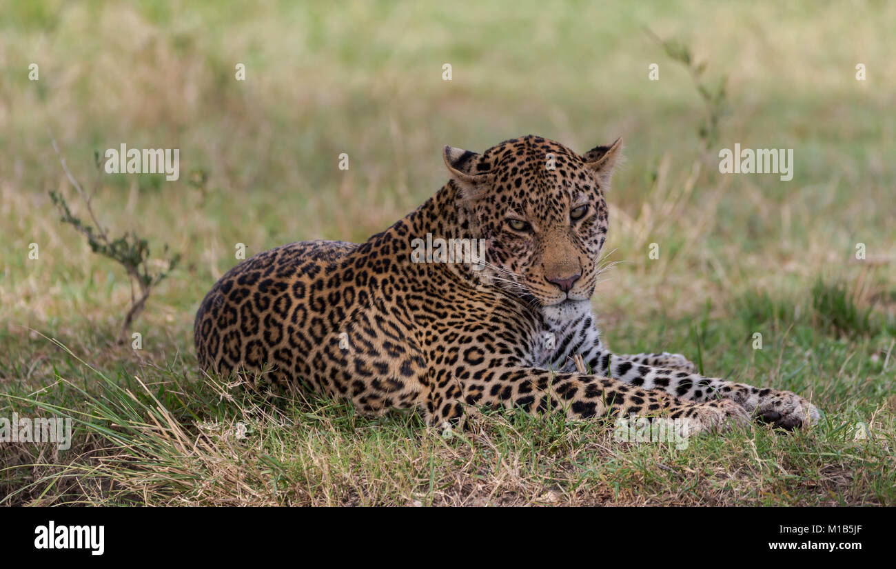 Male Leopard relaxing in the Masai Mara, Kenya Stock Photo - Alamy