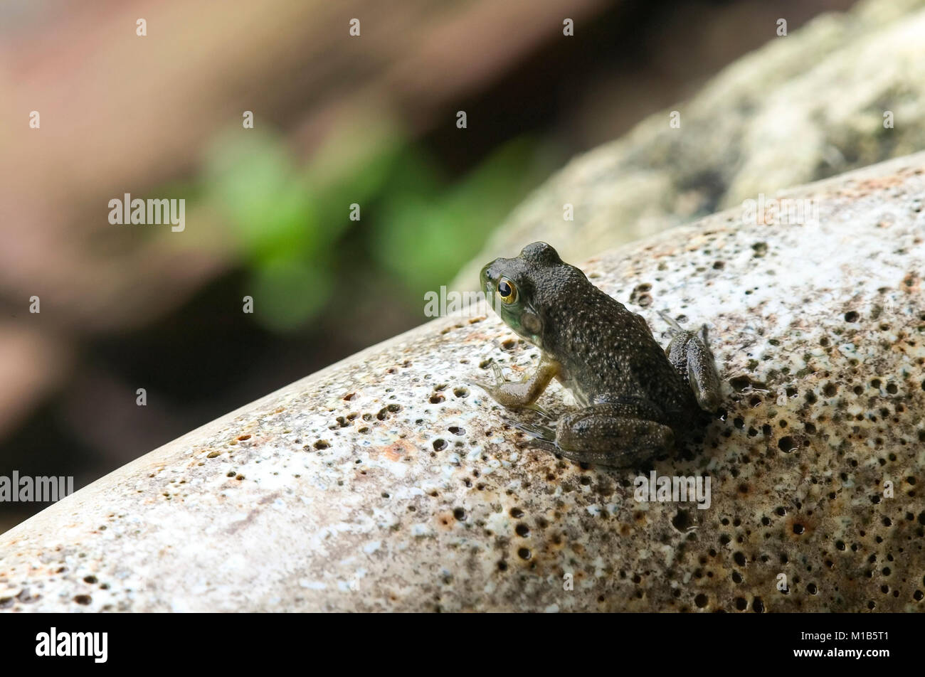 A young American bullfrog along the edge of a pond in southwest Alabama ...