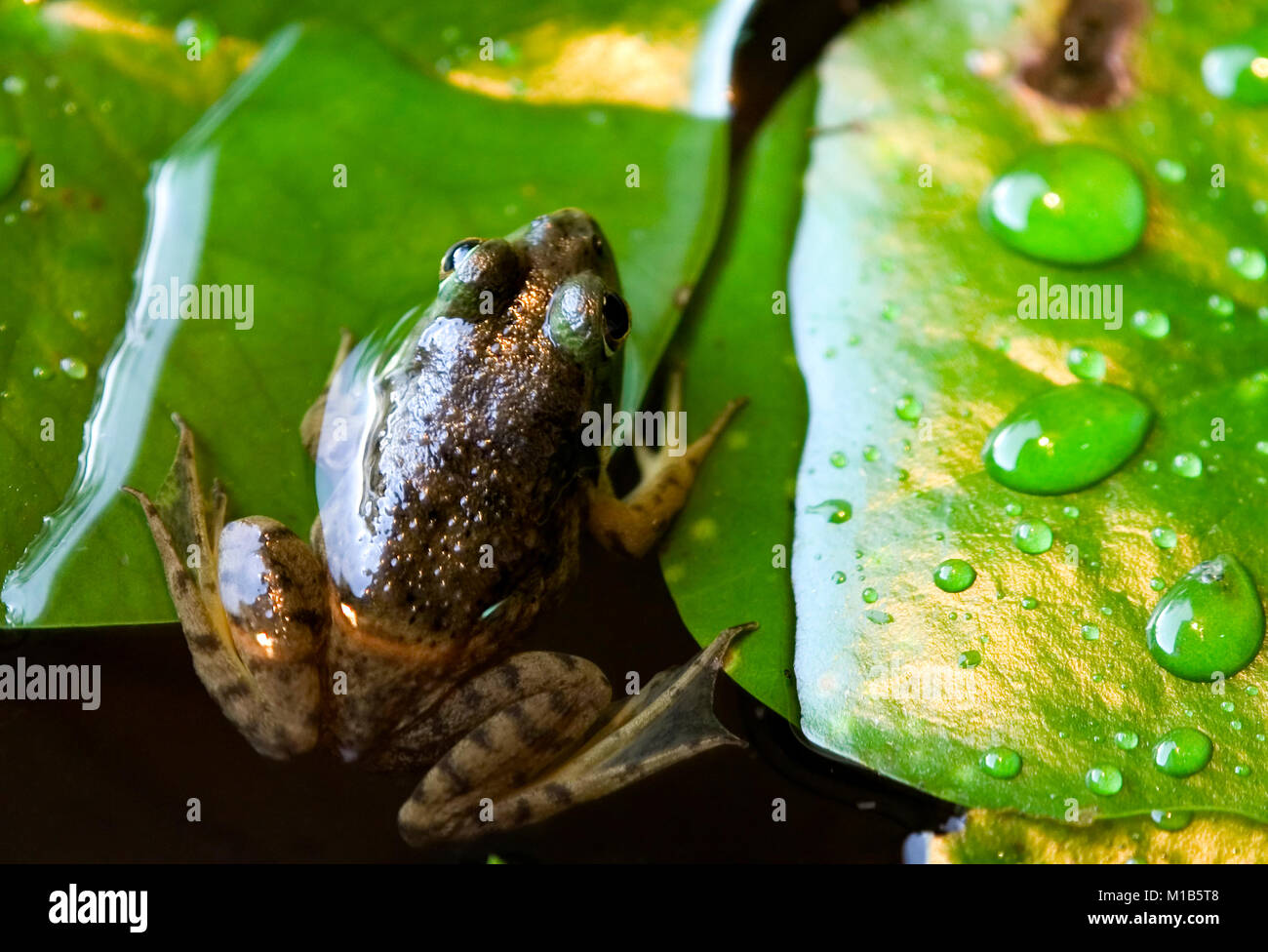 Rana catesbeiana american bullfrog bull hi-res stock photography and ...