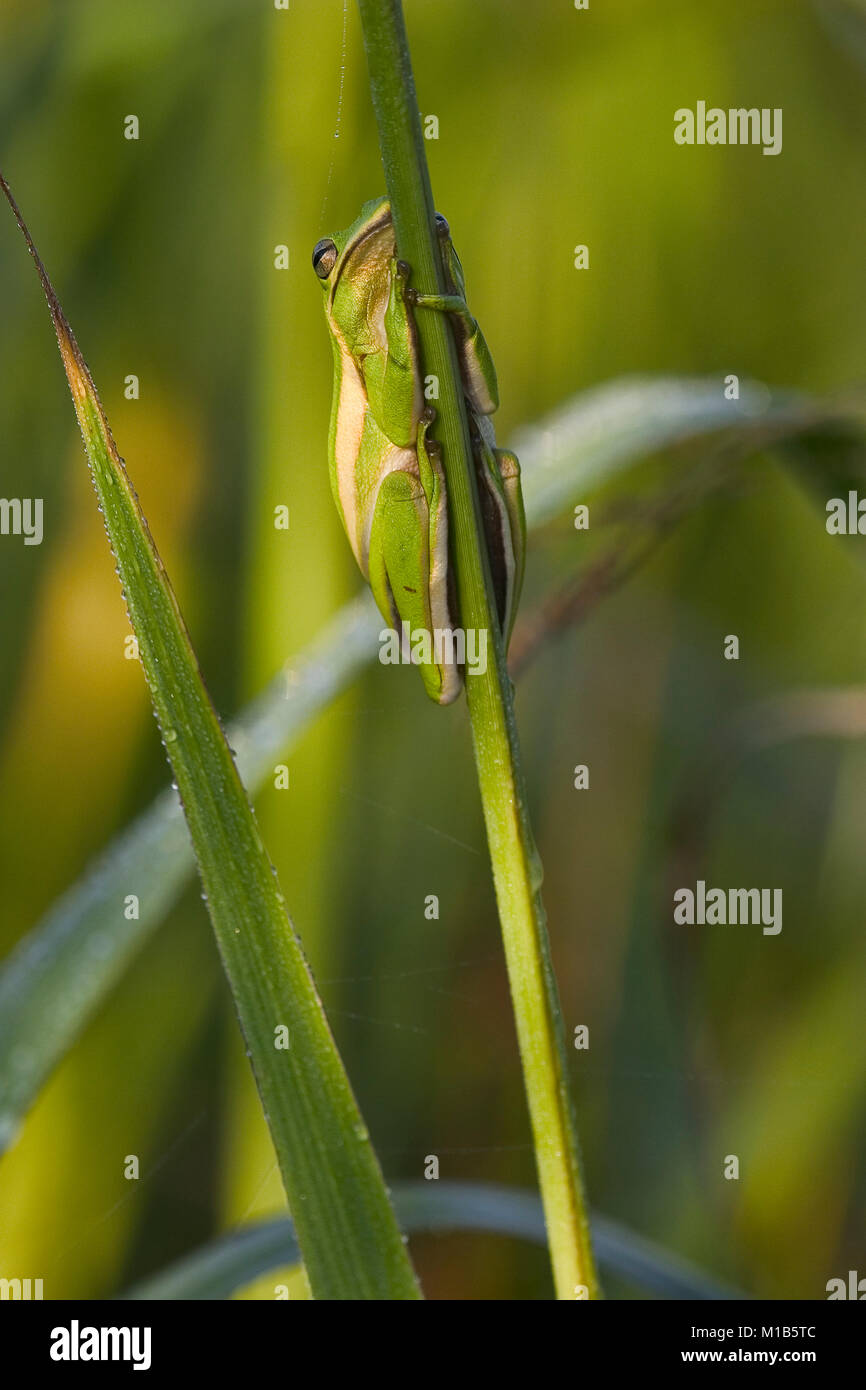 A c cinerea hi-res stock photography and images - Alamy