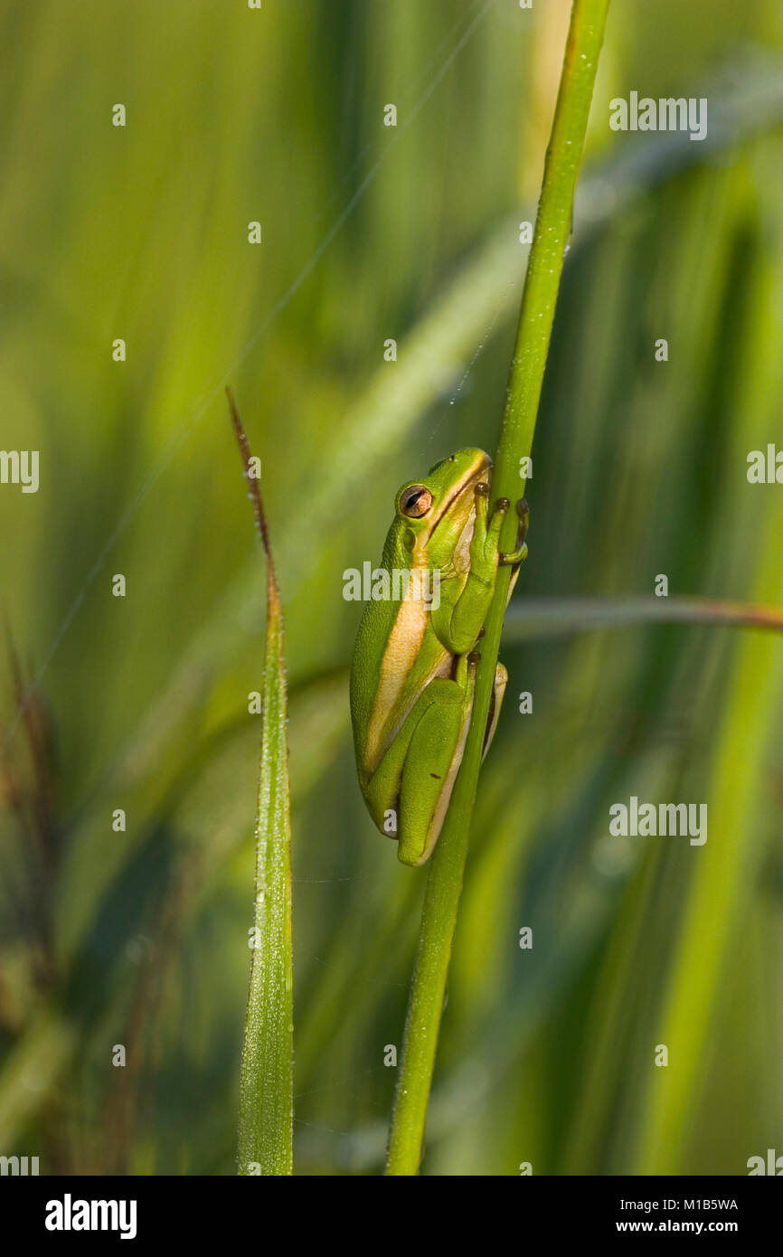 A c cinerea hi-res stock photography and images - Alamy