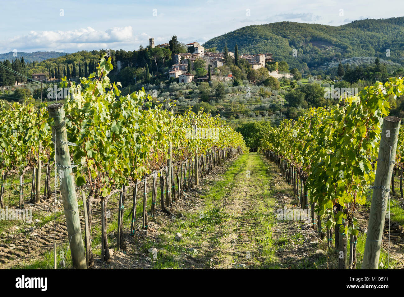 Tuscan vineyard. Tuscany Italy Stock Photo - Alamy