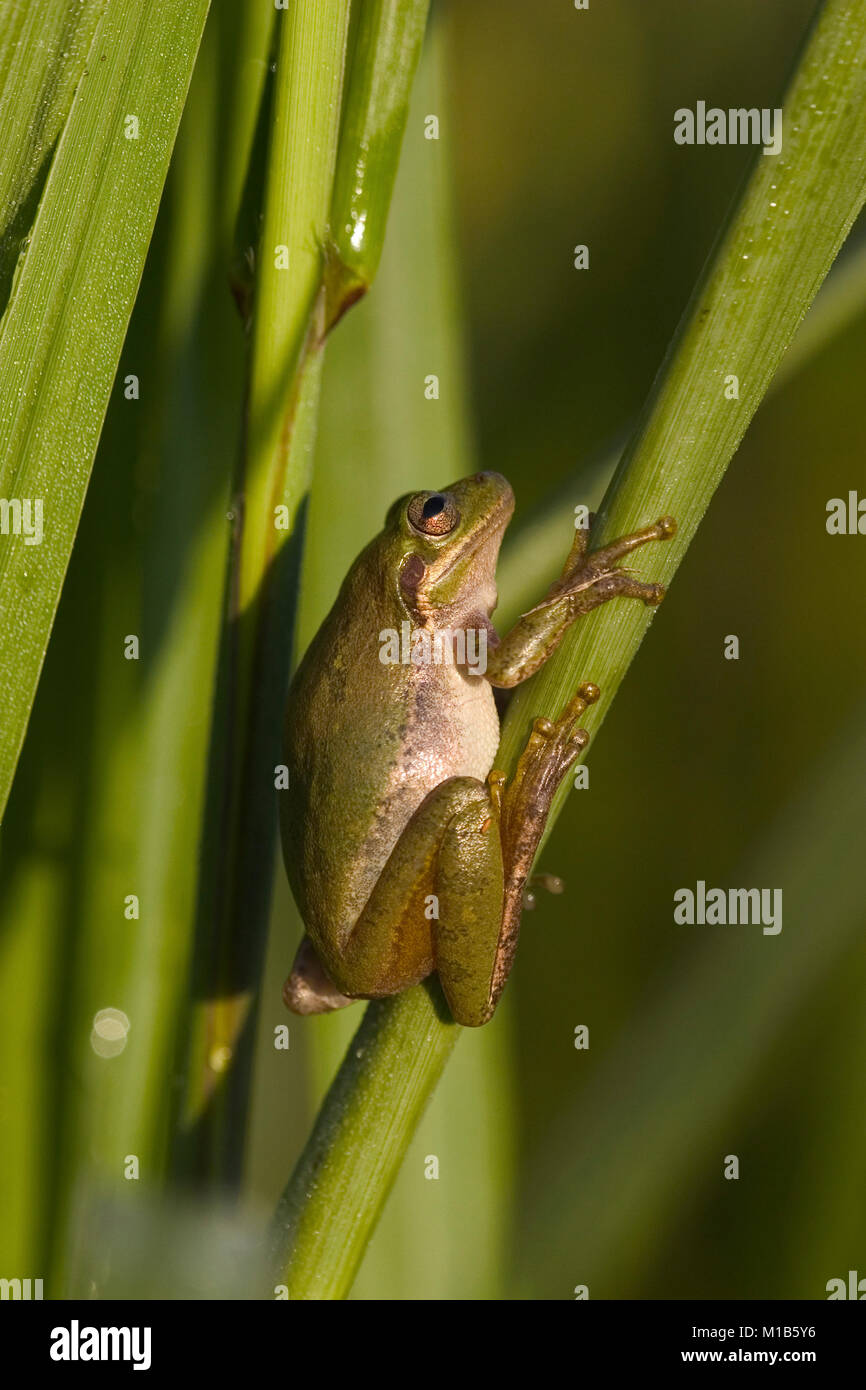 Squirrel Treefrog High Resolution Stock Photography and Images - Alamy