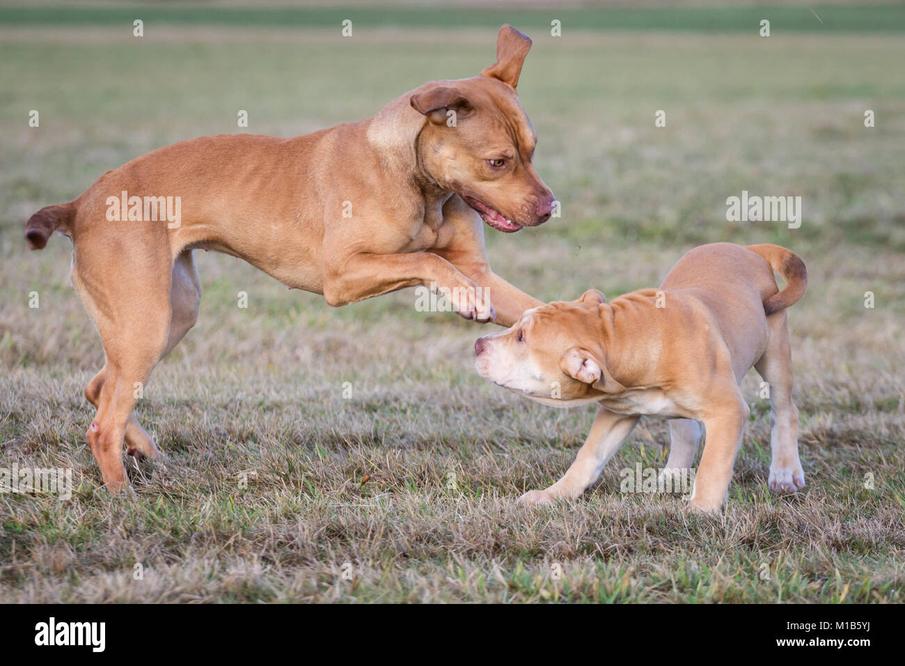 American bulldog bulldogs dog dogs puppy hi-res stock photography and ...