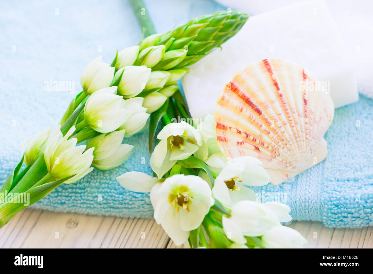 Sea shells for spa Stock Photo - Alamy