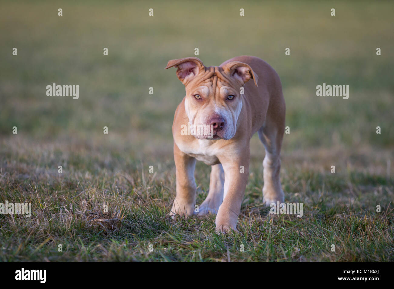 Working Pit Bulldog / American Bully puppy walking Stock Photo - Alamy