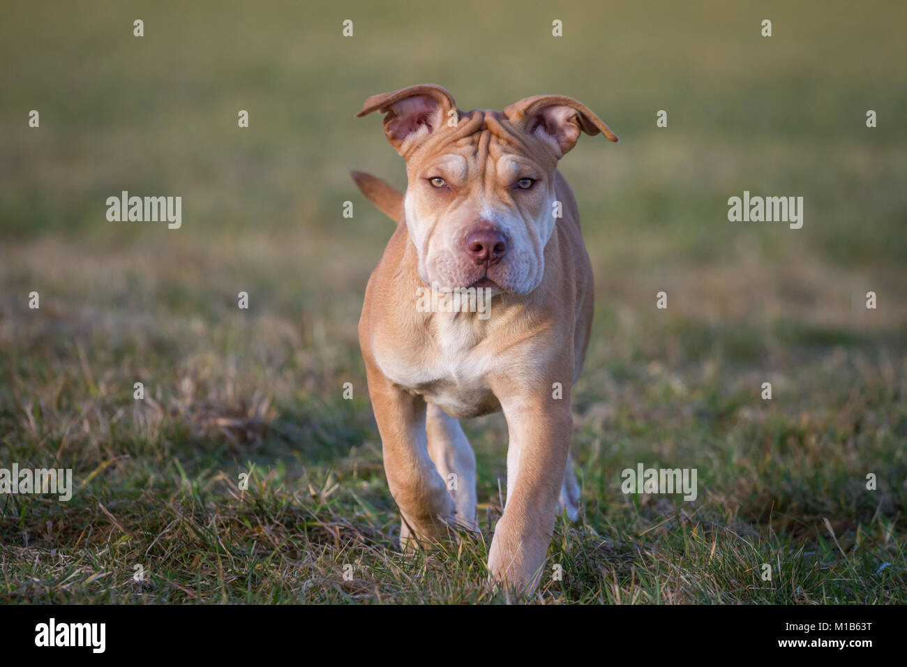 American bully puppy dog hi-res stock photography and images - Alamy