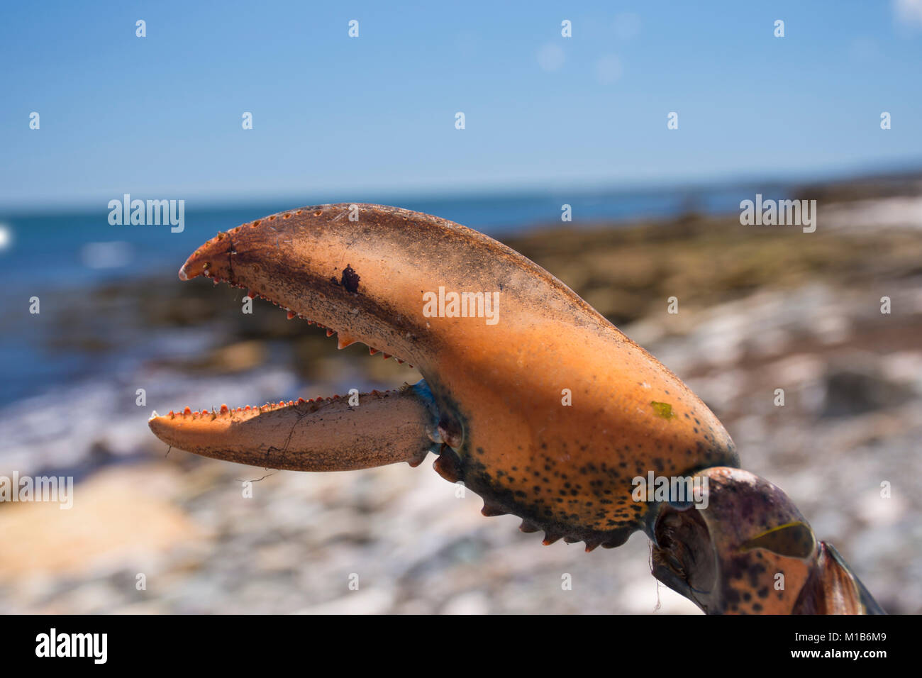 A Crab claw being held up with the Atlantic Ocean behind it tilted ...