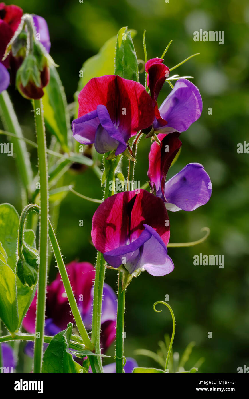 Lathyrus odoratus, Sweet Pea, "Matucana Stock Photo - Alamy