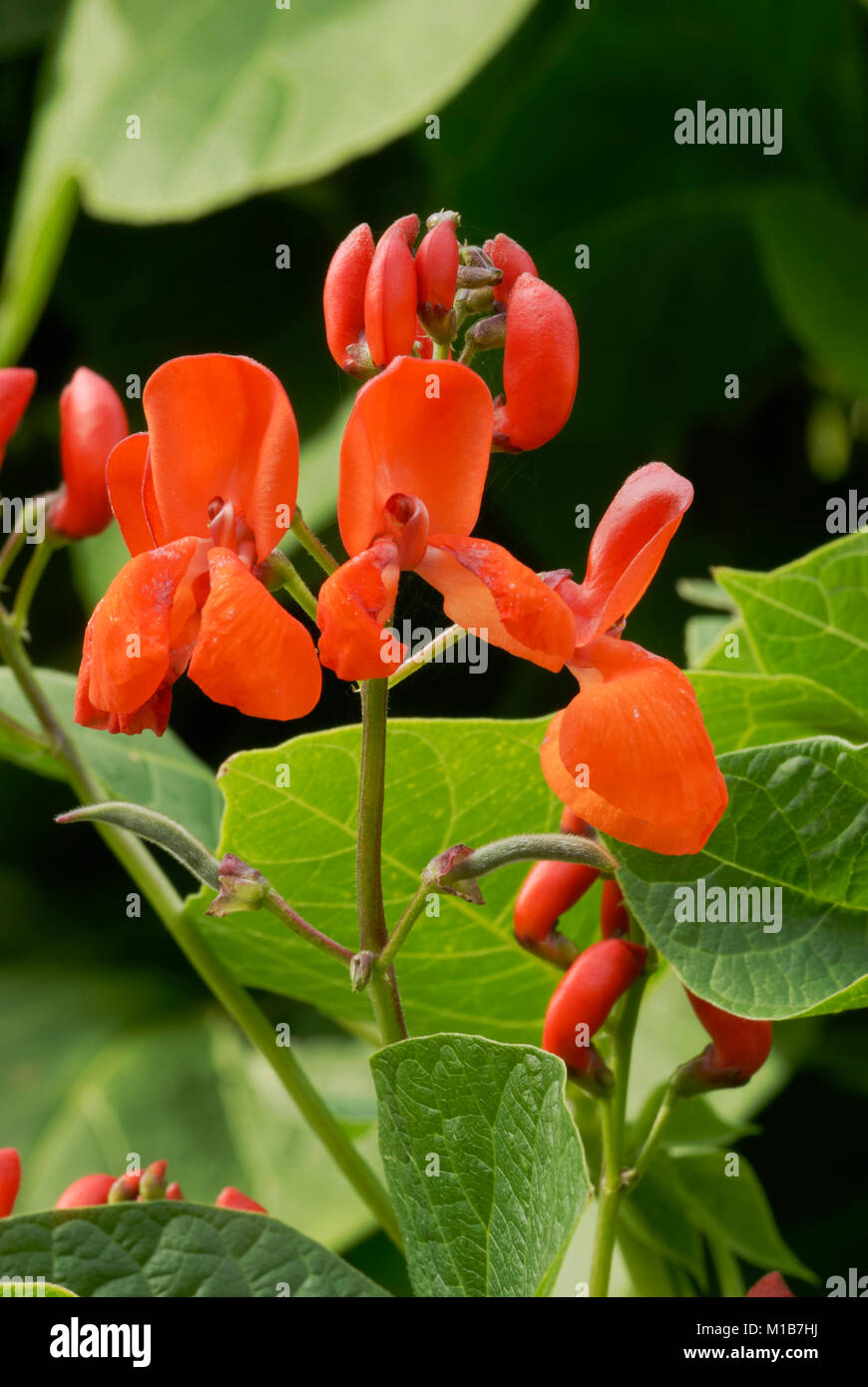 Phaseolus coccineus, Runner Bean, Enorma, flowers with young beans ...