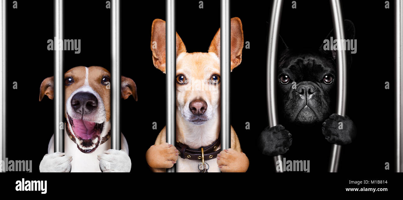couple of criminal dogs behind bars in police station, jail prison, or ...
