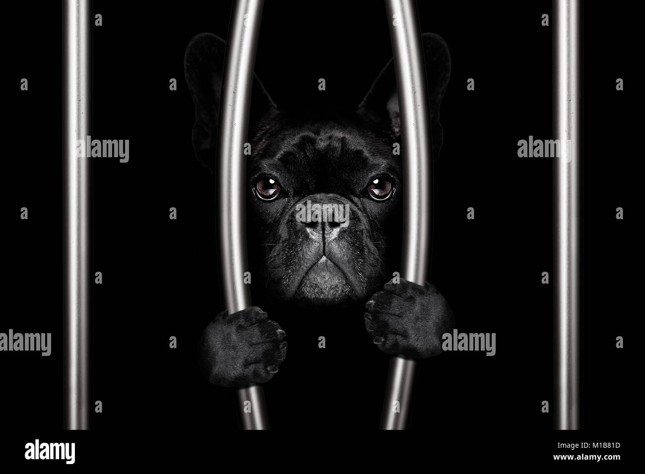 criminal french bulldog dog behind bars in police station, jail prison ...