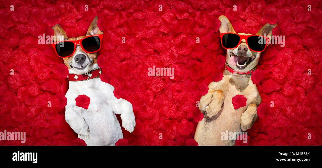 podenco dog resting in a bed of rose petals for valentines day happy ...
