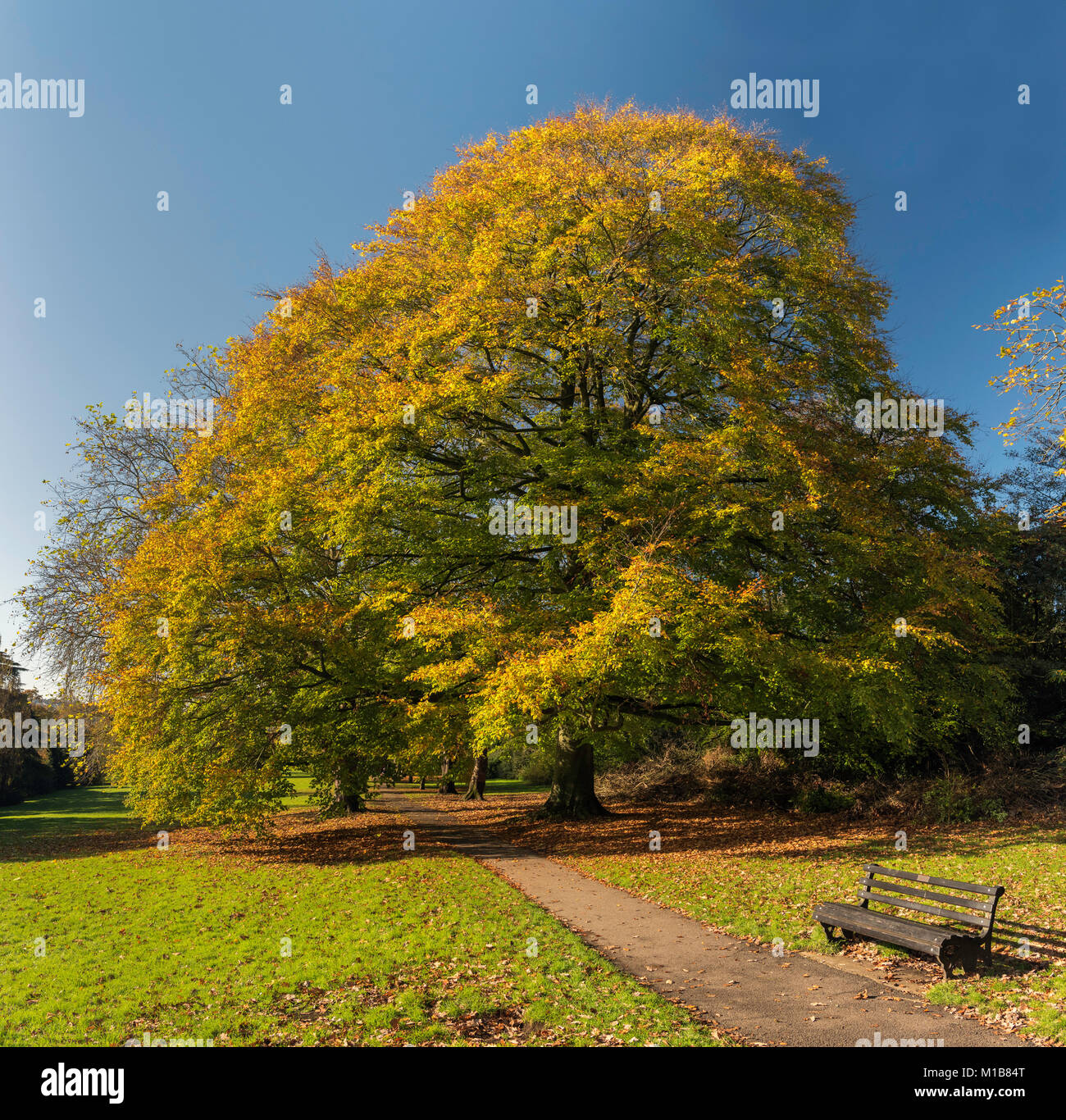 Bench next to a path through trees in the Botanical Gardens in Bath ...