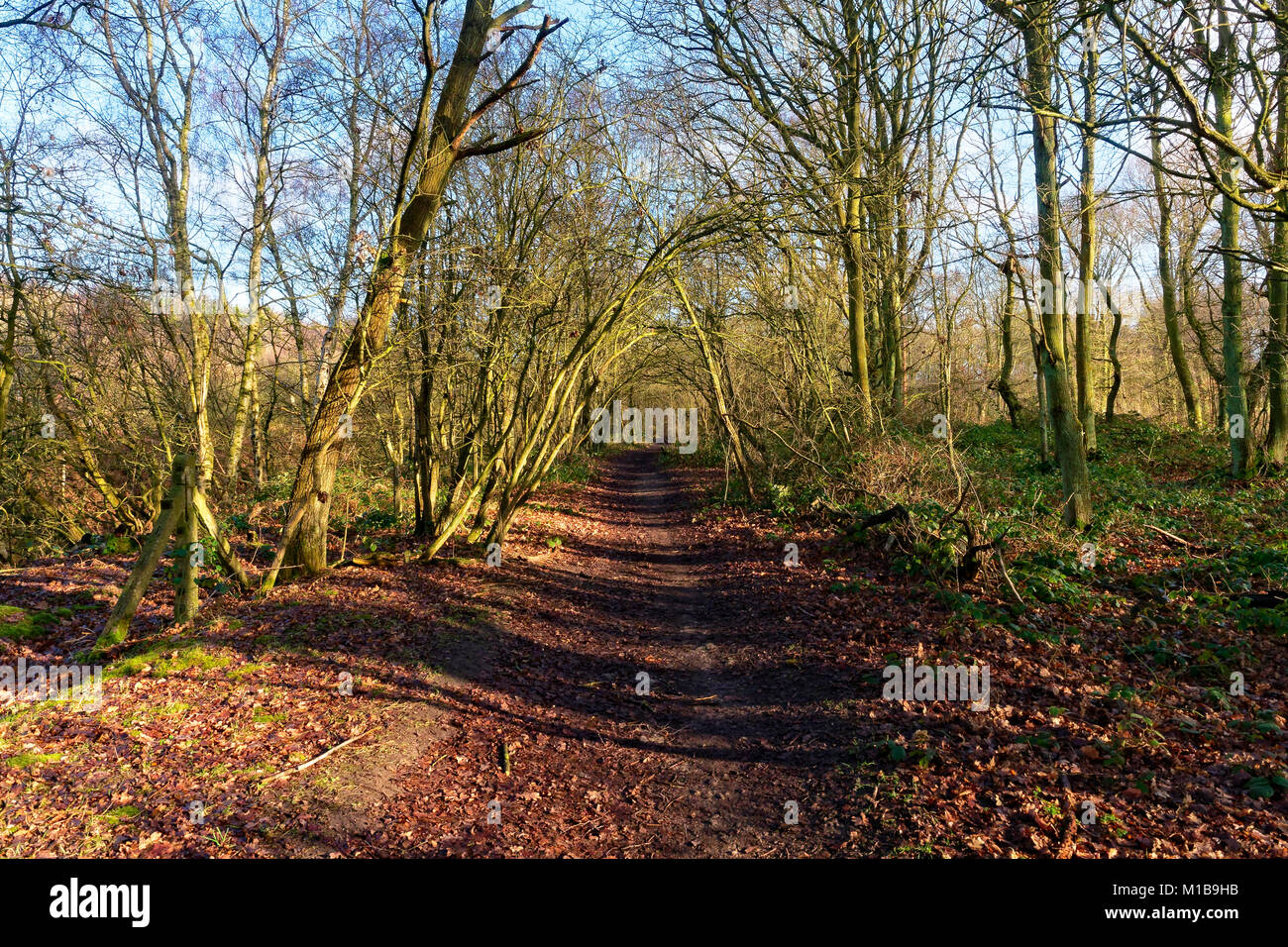 Tall trees cast shadows over a muddy footpath. Some trees lean inwards ...