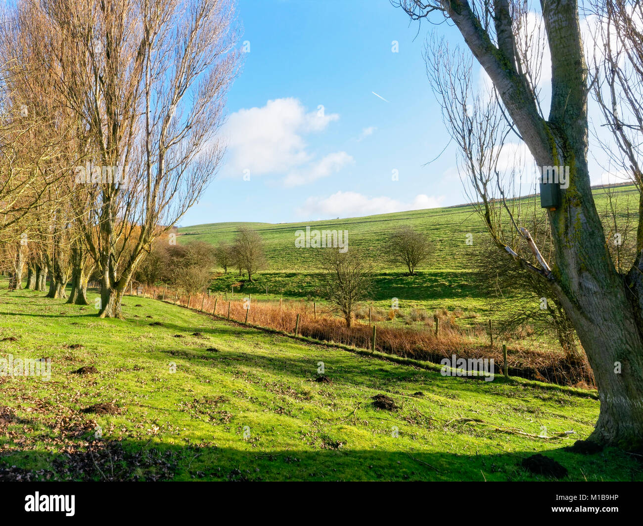 The English countryside with a row of tall poplar trees, steep grassy ...