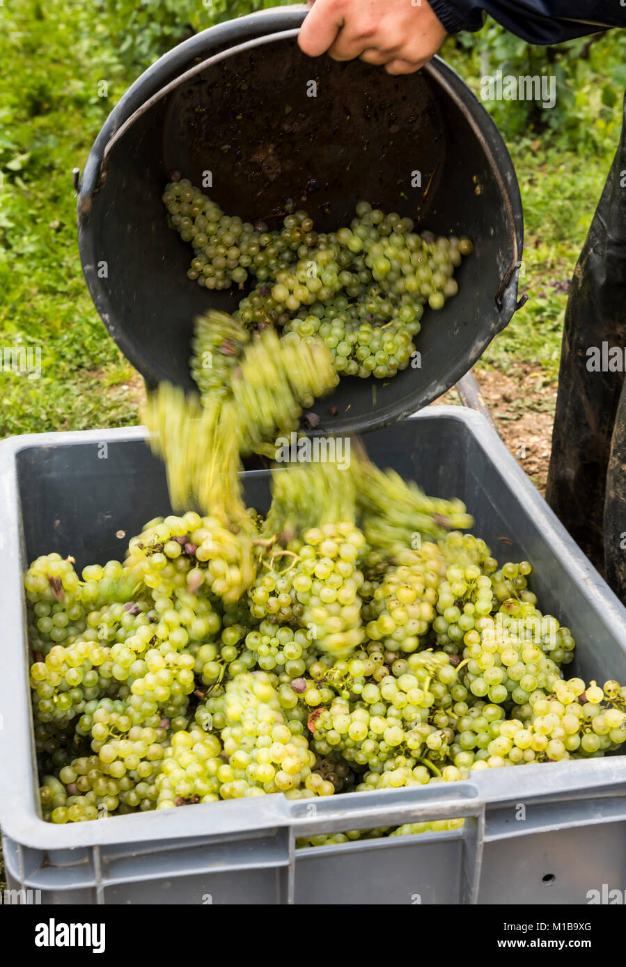 The grapes Chardonnay in a bucket throwing it into the crate at the ...