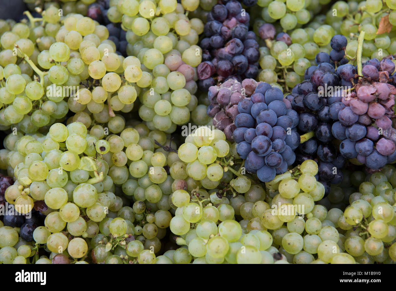 The grapes Chardonnay and Pinot Noir in a crate at the vineyard in the ...