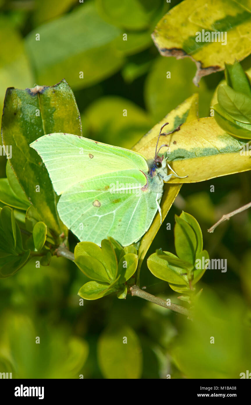 Common Brimstone Butterfly (Gonepteryx rhamni) resting of leaf Stock ...