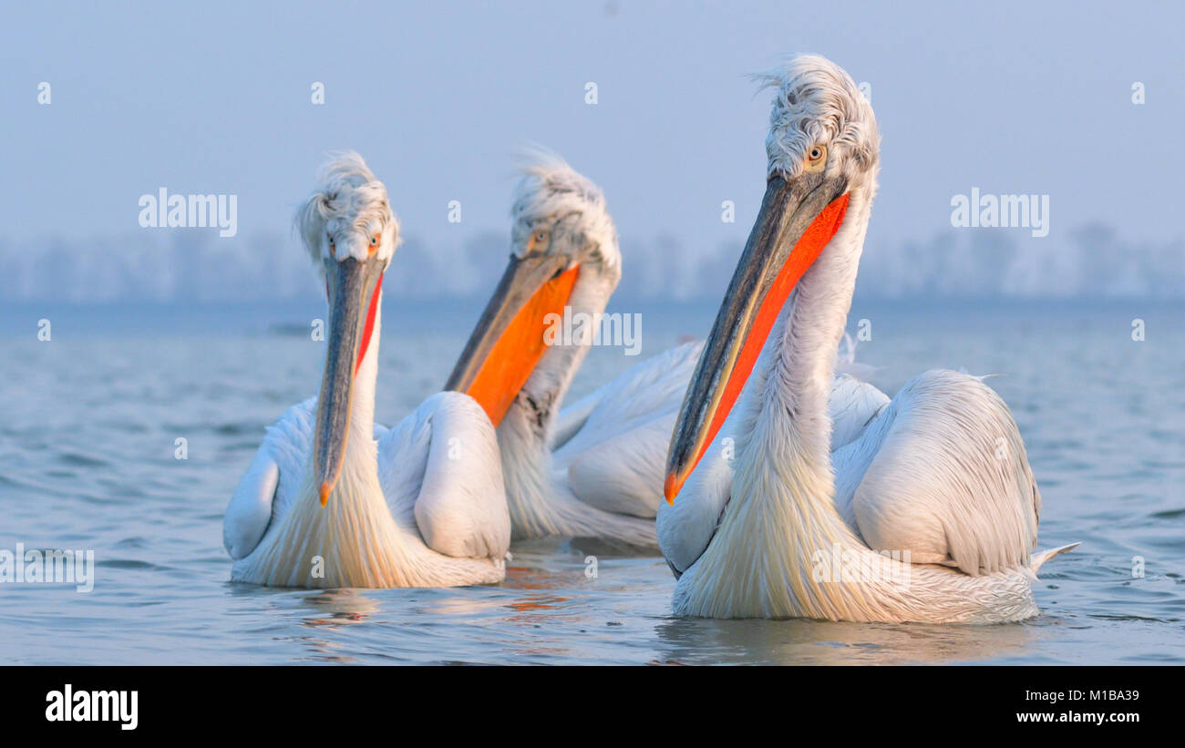 Dalmatian Pelican (Pelecanus crispus) on Water, in Winter, in Breeding ...