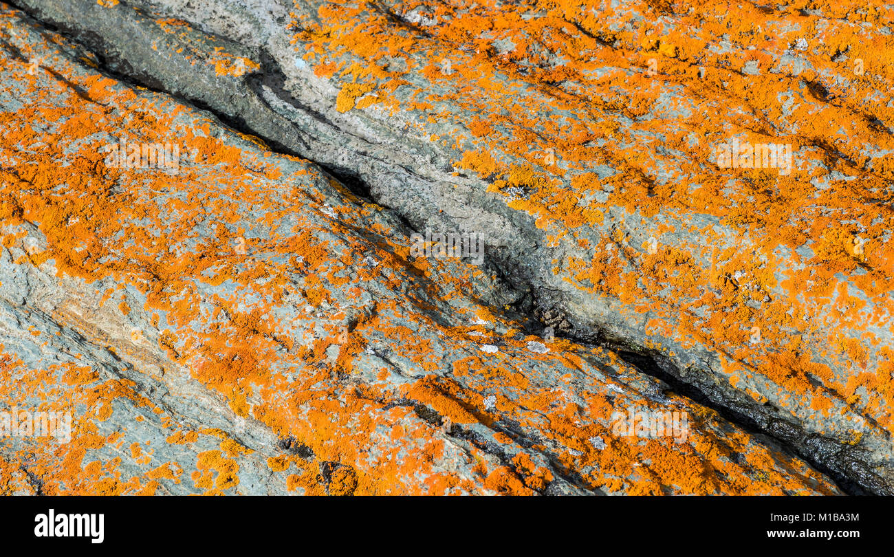 Orange lichen on rock in the Austrian Alps, Grossglockner Stock Photo ...