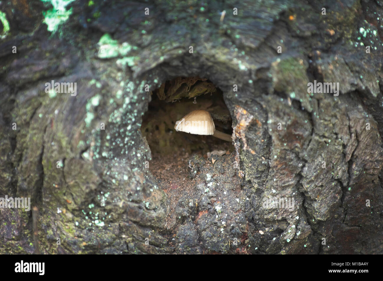 Bracket Fungus or shelf fungus on tree Stock Photo - Alamy
