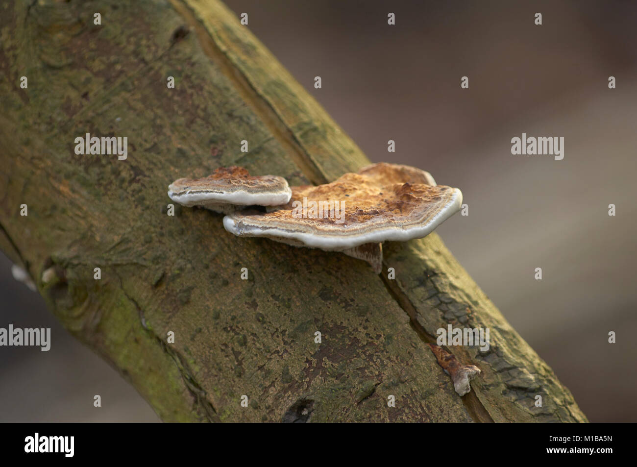 Bracket Fungus or shelf fungus on tree Stock Photo - Alamy