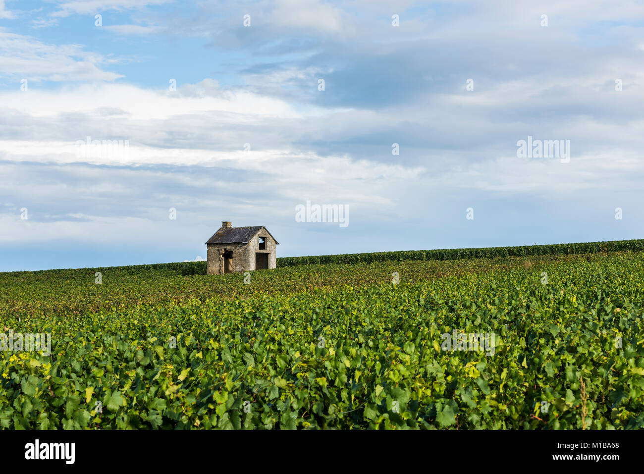 Small house in the vineyards in the Champagne region in autumn near ...