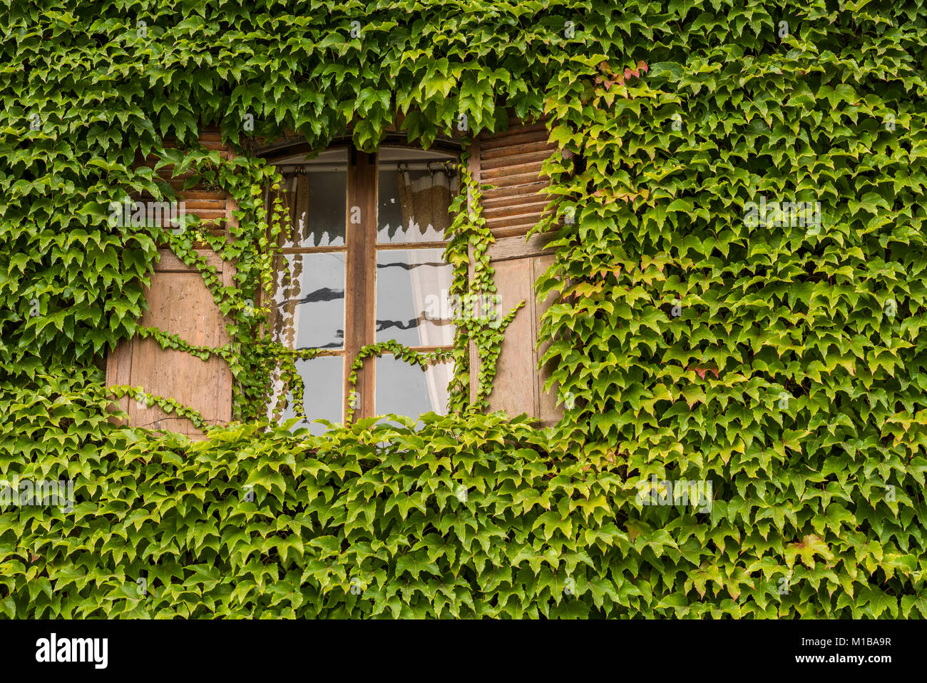 Vine on wall hi-res stock photography and images - Alamy