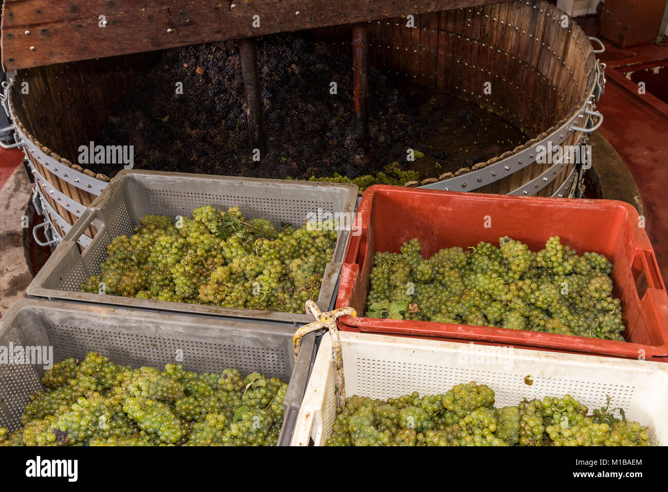 Crates of grapes hi-res stock photography and images - Alamy