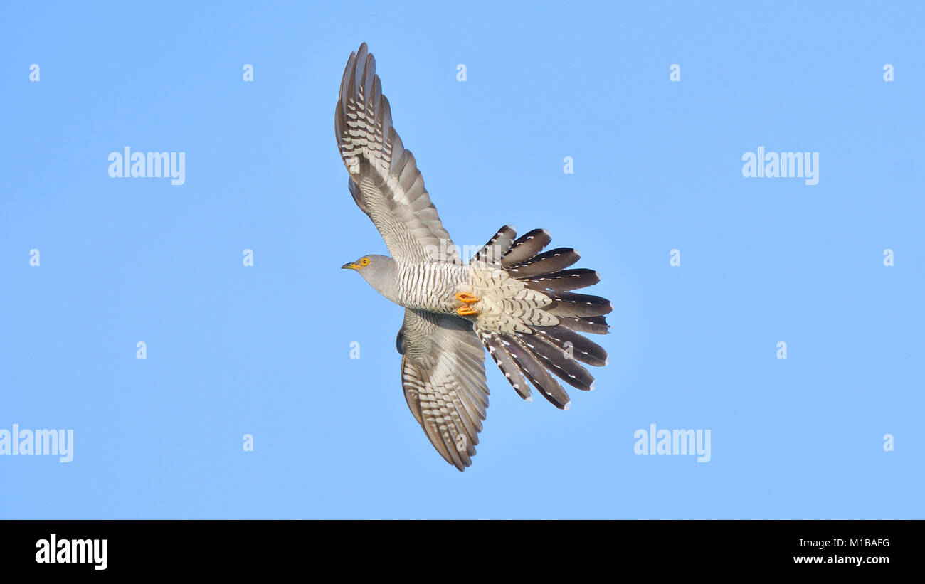 Common cuckoo (Cuculus canorus) in flight Stock Photo - Alamy