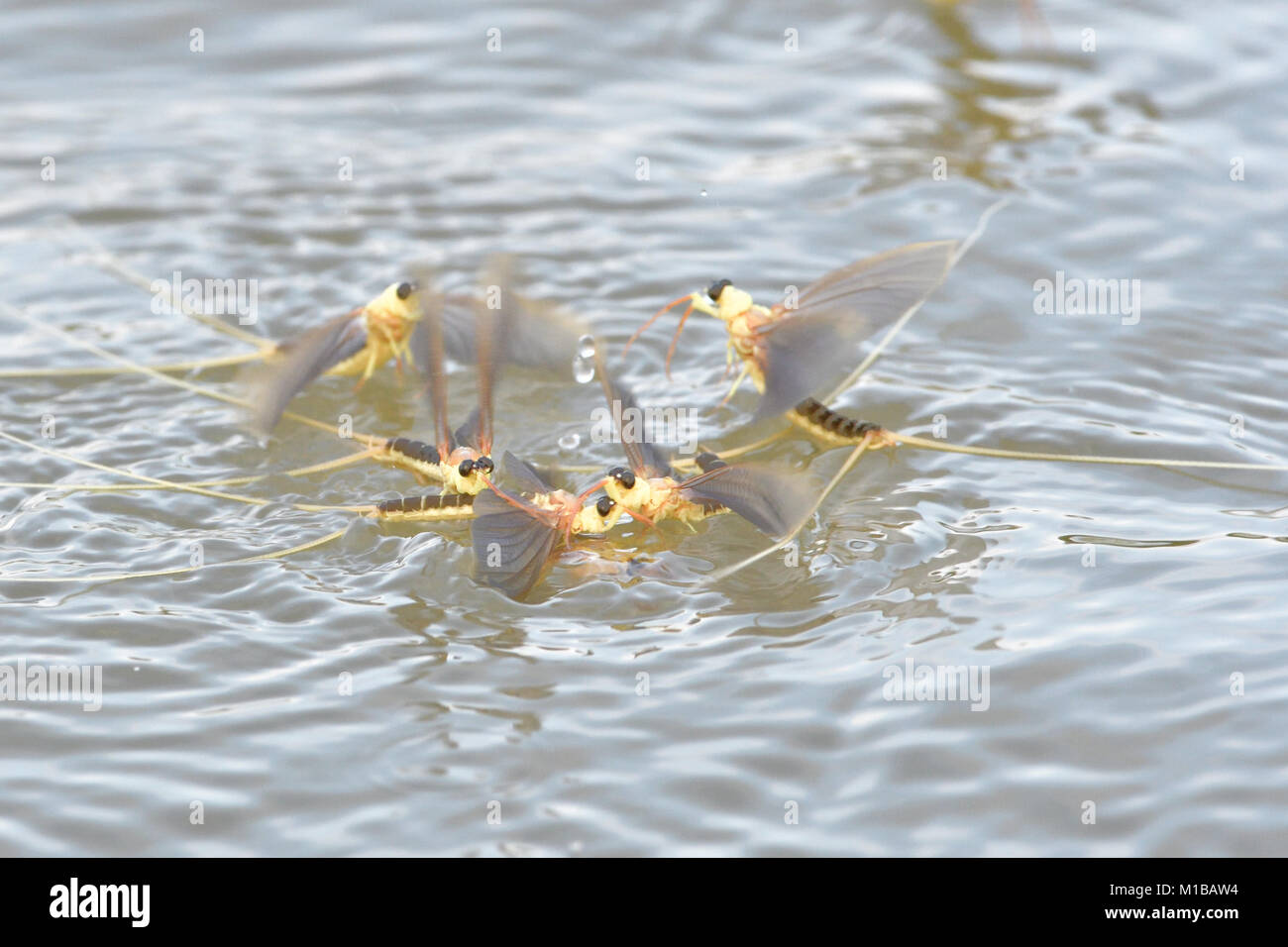Long Tailed Mayfly (Palingenia longicauda) on Water Surface in the ...