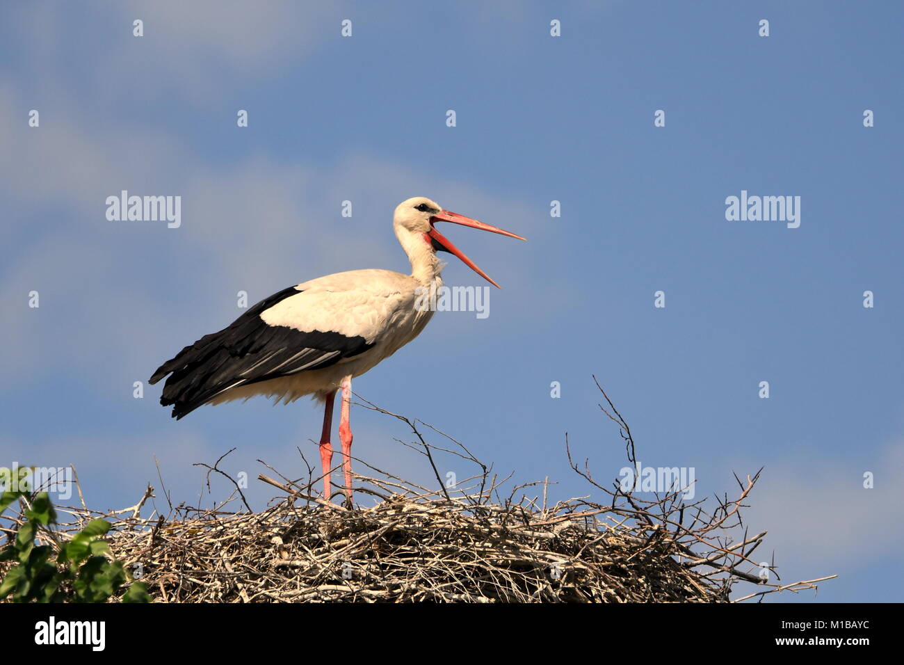 Urohidrosis hi-res stock photography and images - Alamy