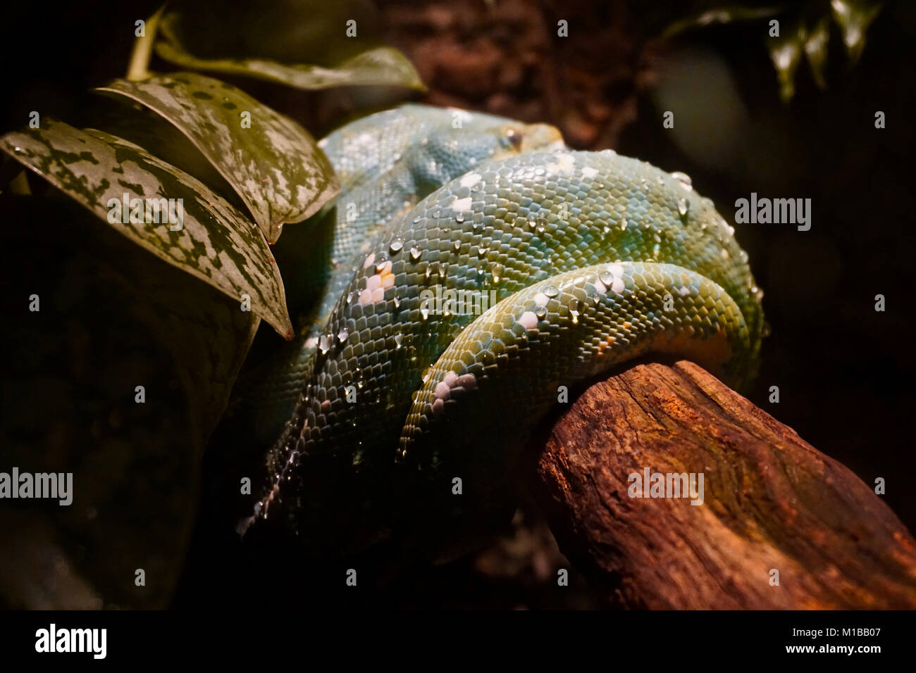 Snake on a tree branch Stock Photo - Alamy
